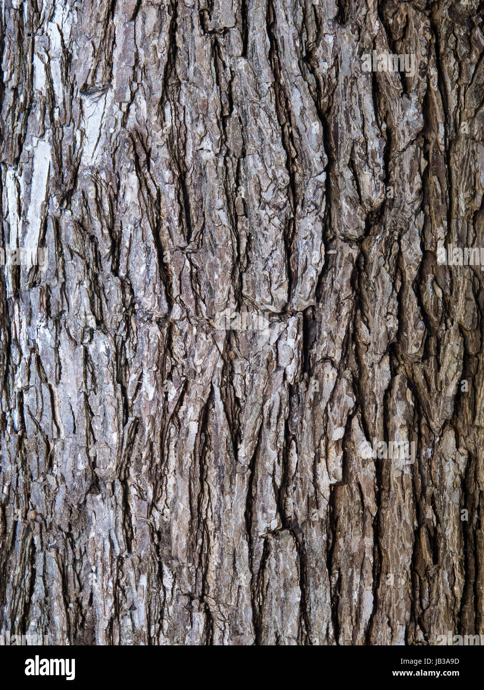 Dutch elm disease bark hi-res stock photography and images - Alamy