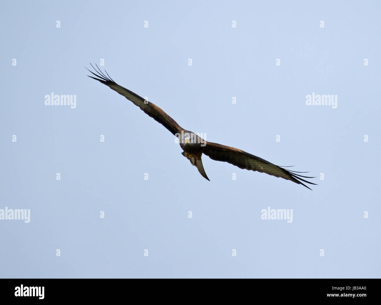 Juvenile Red Kite soaring, looking at camera Stock Photo - Alamy