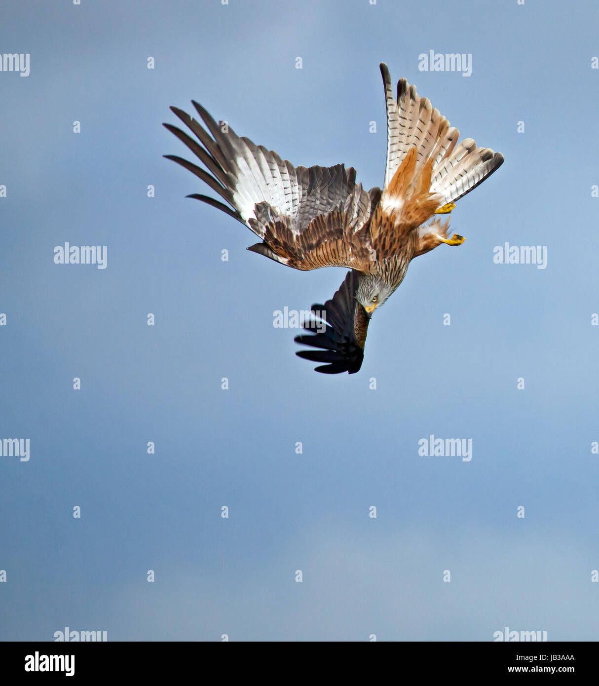 Red kite underwing hi-res stock photography and images - Alamy