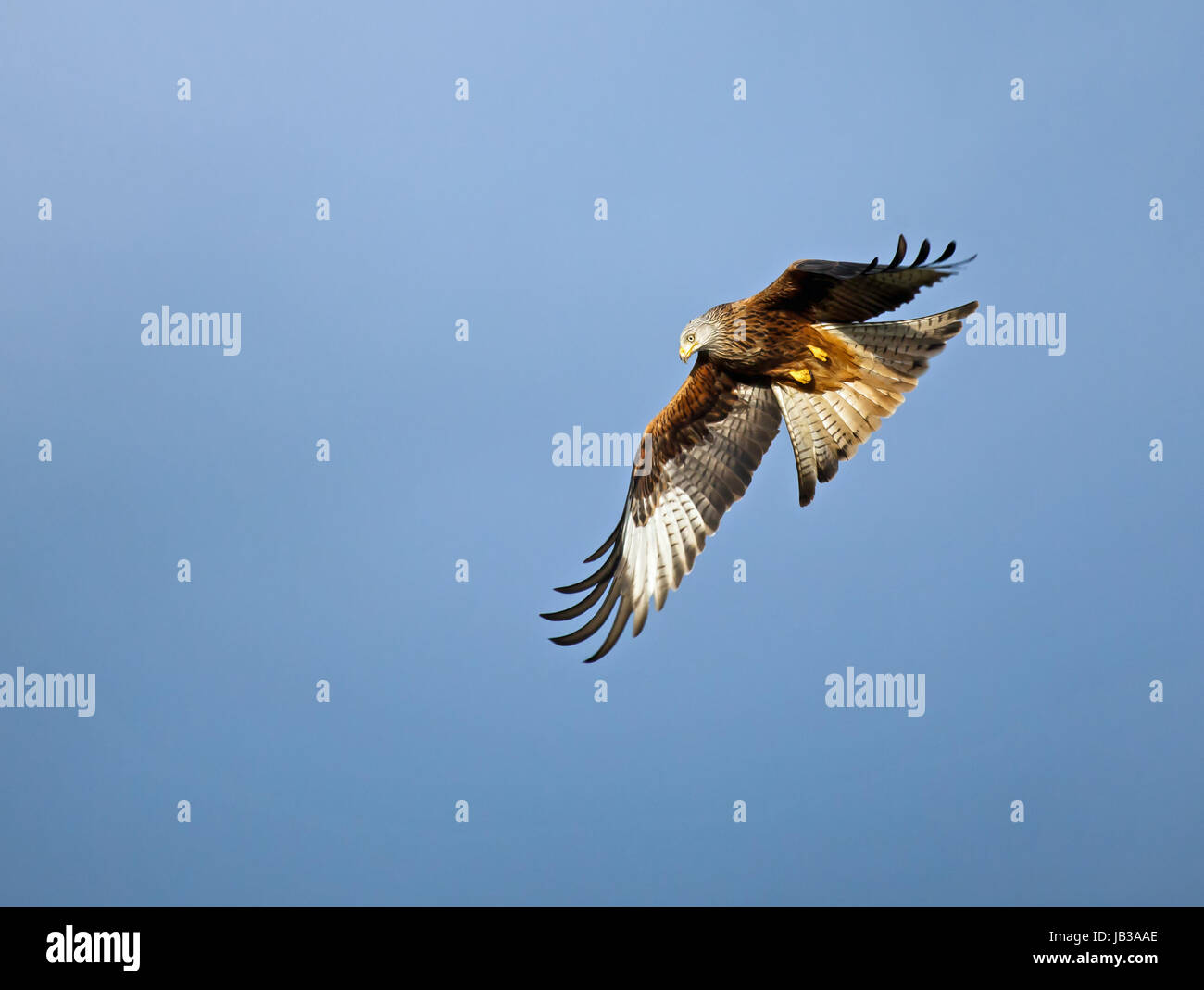 Red Kite Underwing High Resolution Stock Photography and Images - Alamy