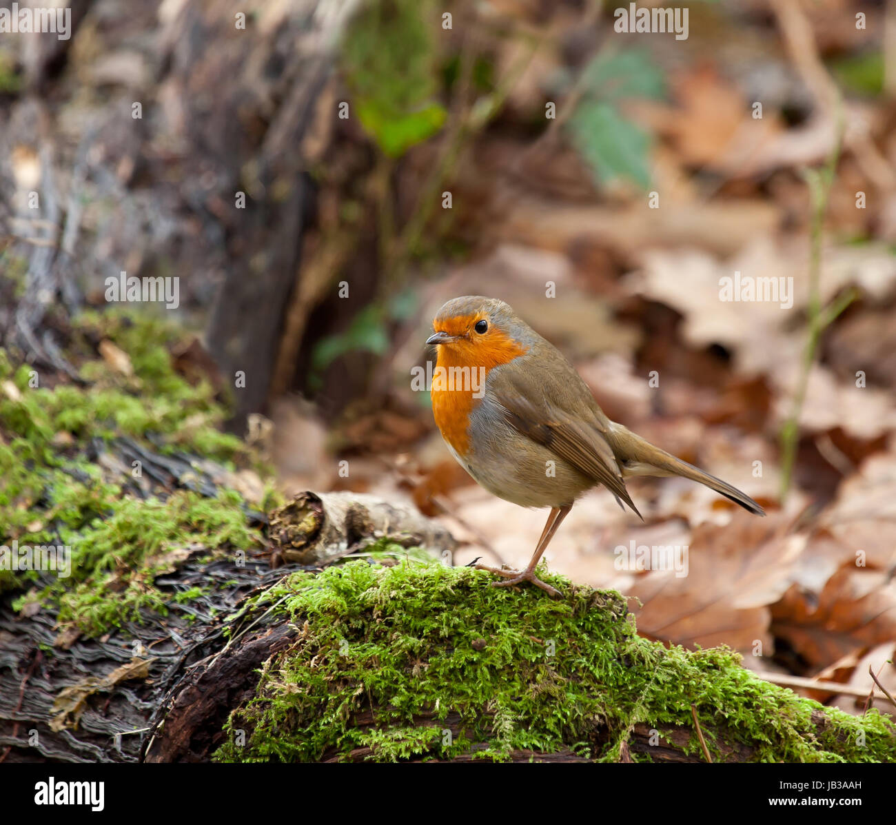European Robin in woodland Stock Photo - Alamy