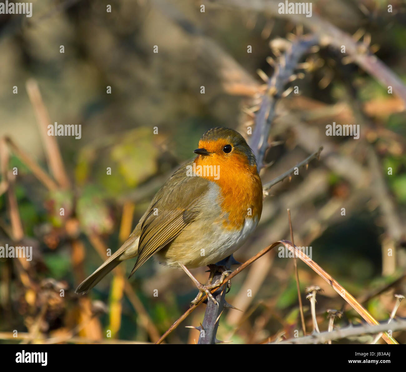 European Robin on Bramble in Winter Stock Photo - Alamy