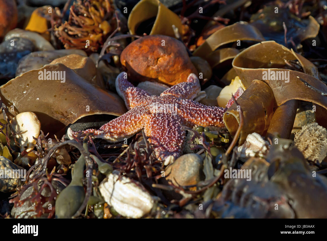 Common Starfish washed up on beach Stock Photo - Alamy