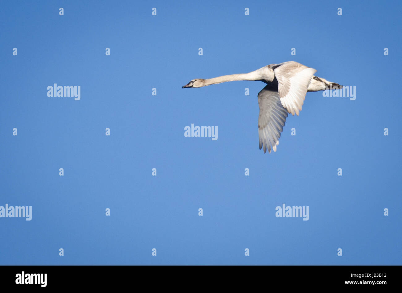 Baby swan flying hi-res stock photography and images - Alamy