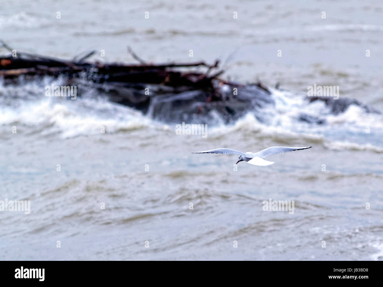 seagull during a strong storm in the meditteranear sea Stock Photo - Alamy