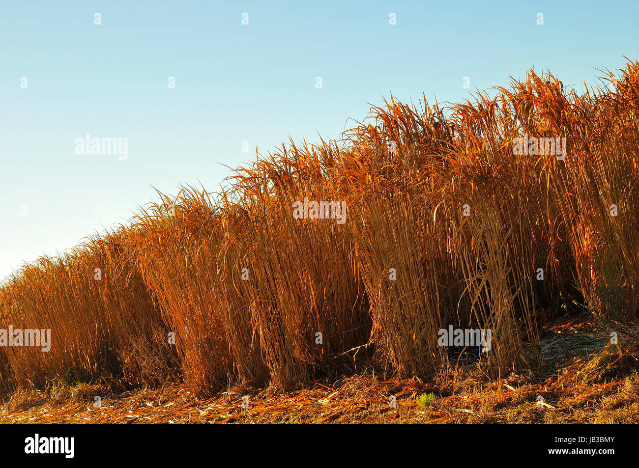 Miscanthus harvest hi-res stock photography and images - Alamy