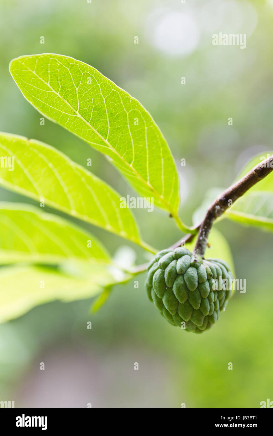 Custard apple growing on tree in nature Stock Photo - Alamy