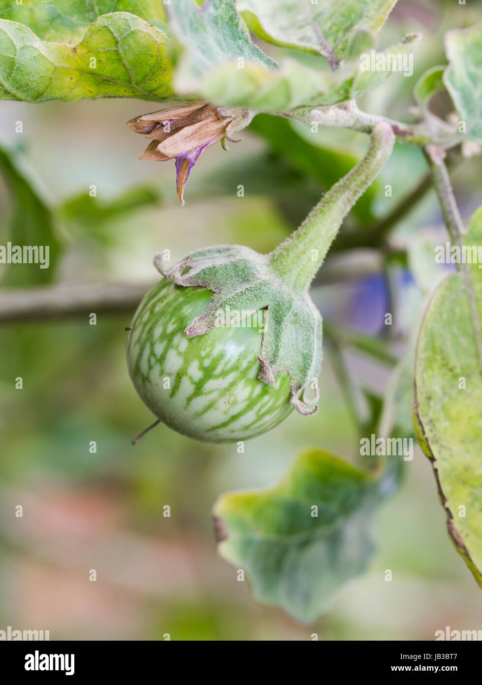 Green cockroach berry on nature plant tree Stock Photo - Alamy