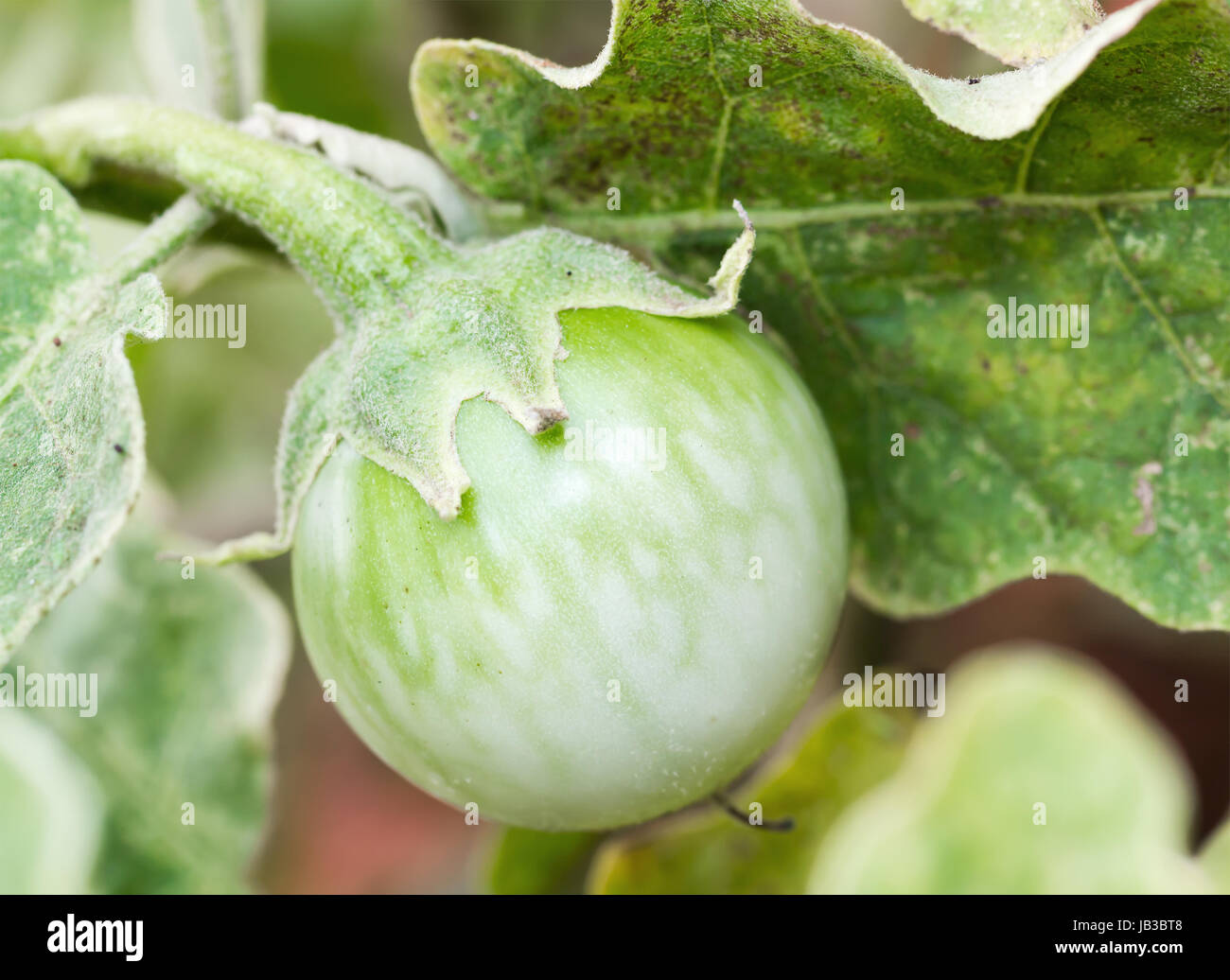 Green cockroach hi-res stock photography and images - Alamy