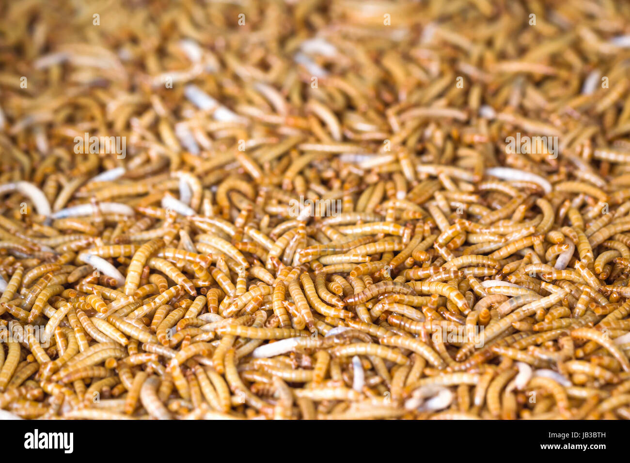 Meal worms is the common name for the larvae of the beetle Tenebrio ...