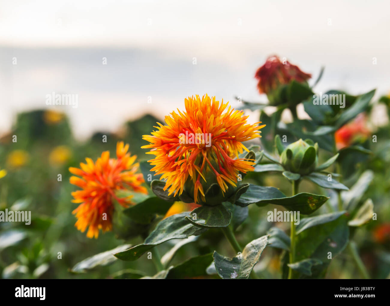 Globular flower heads hi-res stock photography and images - Alamy