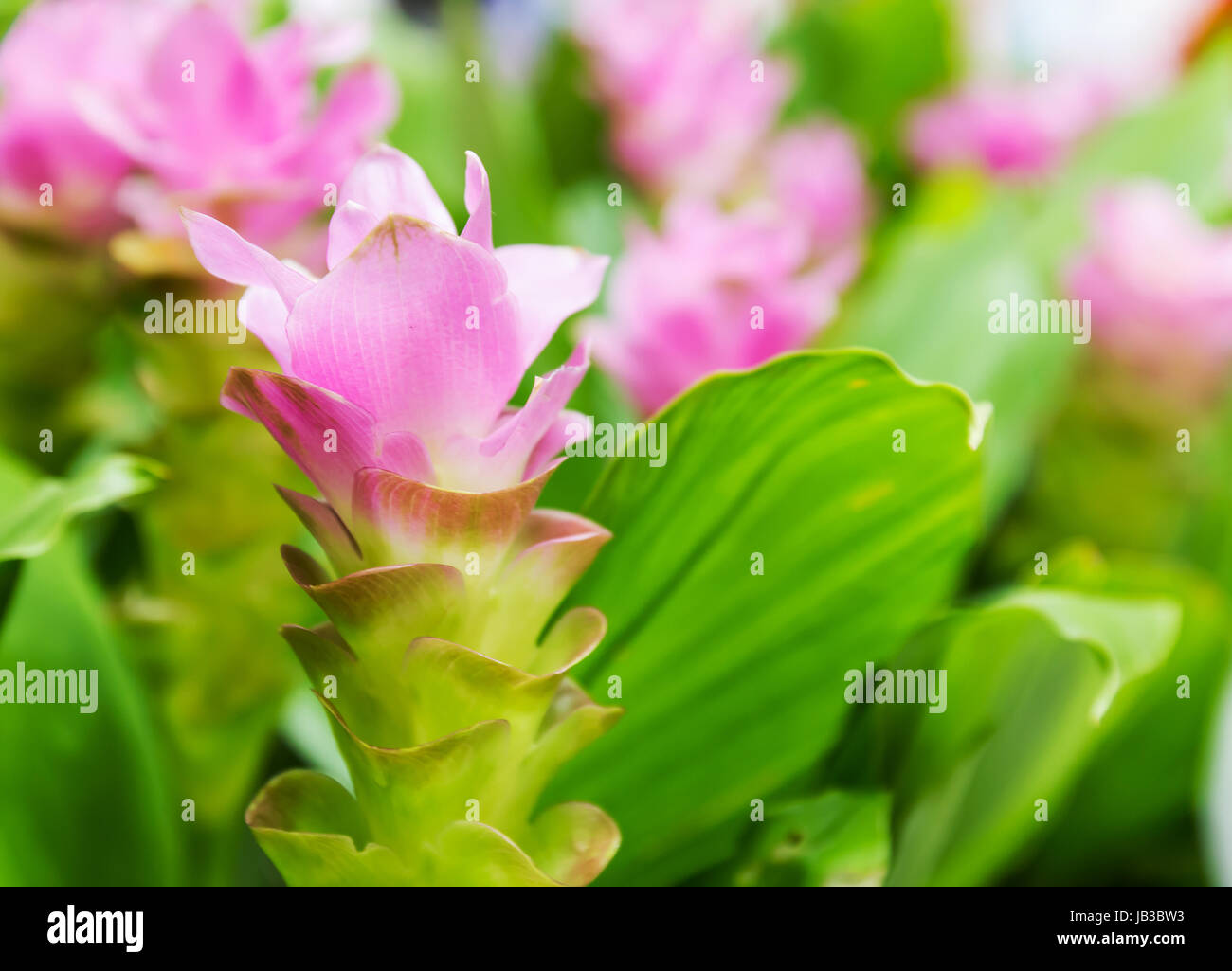Is a biennial plant with roots in the soil. When the rainy season ...