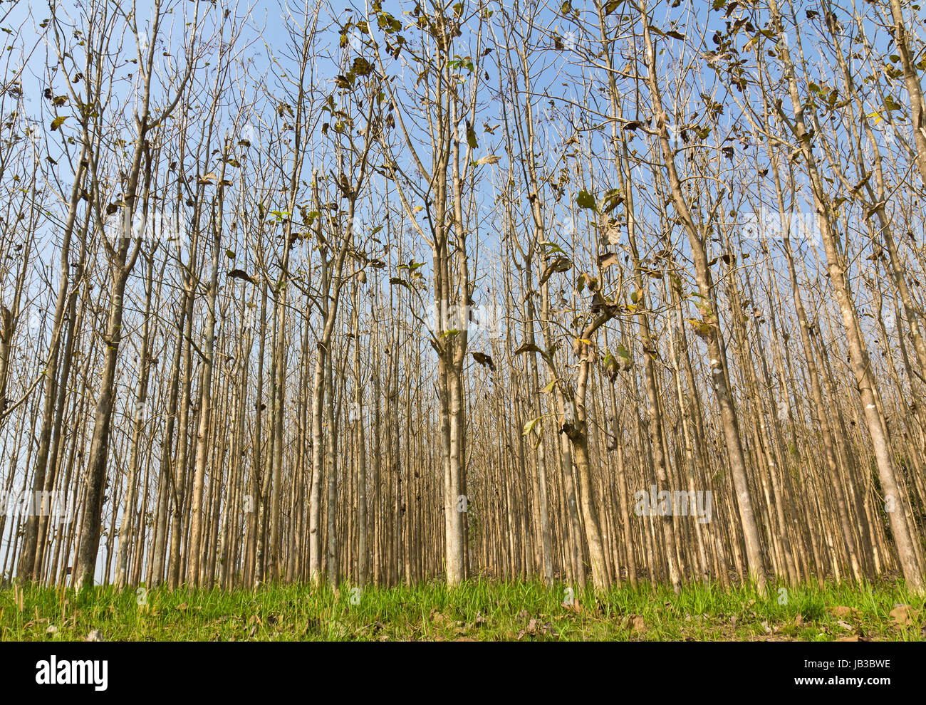 Teak trees at agricultural forest in summer Stock Photo - Alamy