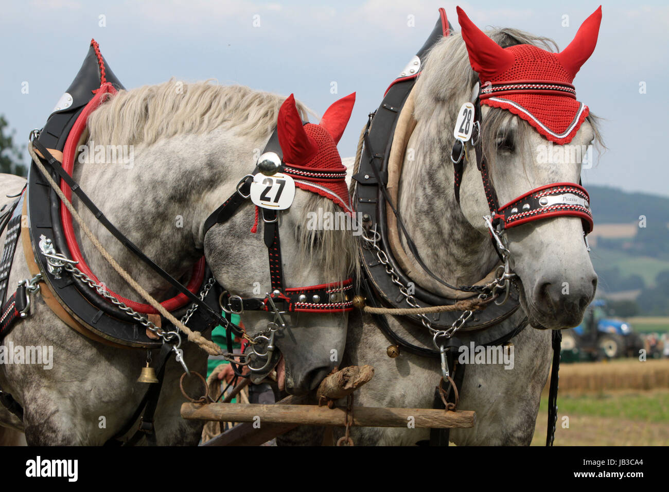 Kaltblut gespann hi-res stock photography and images - Alamy