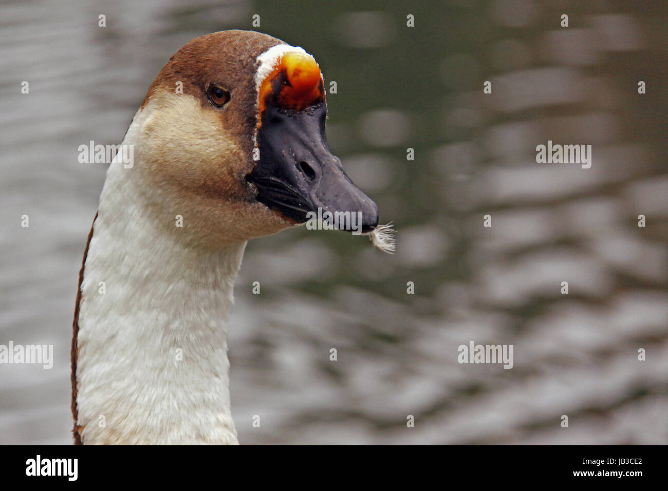 poultry landscape format Stock Photo - Alamy