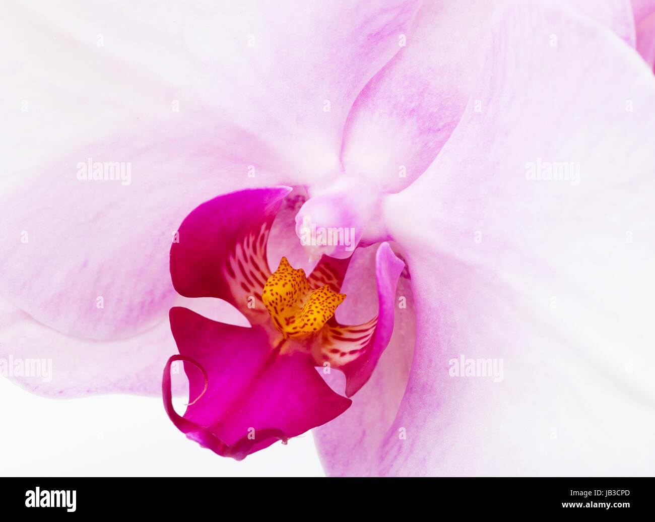 Orchid radiant flower texture Stock Photo - Alamy