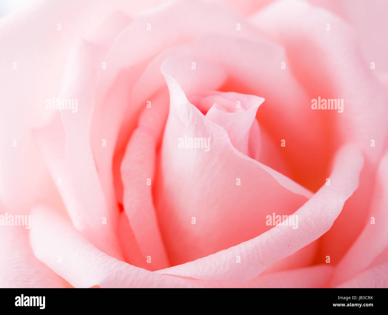 Rose in pink Stock Photo - Alamy