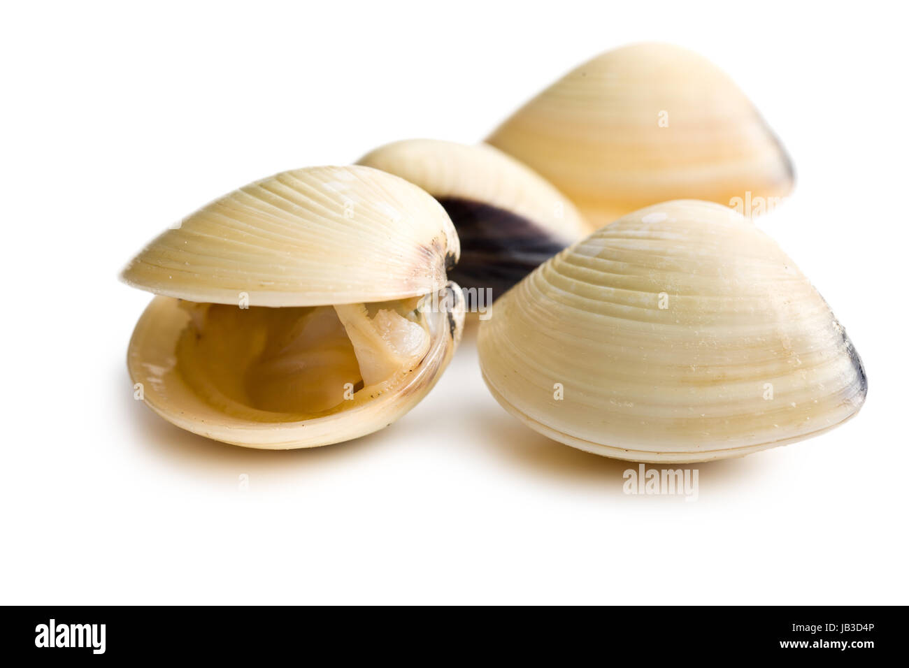 fresh clams on white background Stock Photo - Alamy