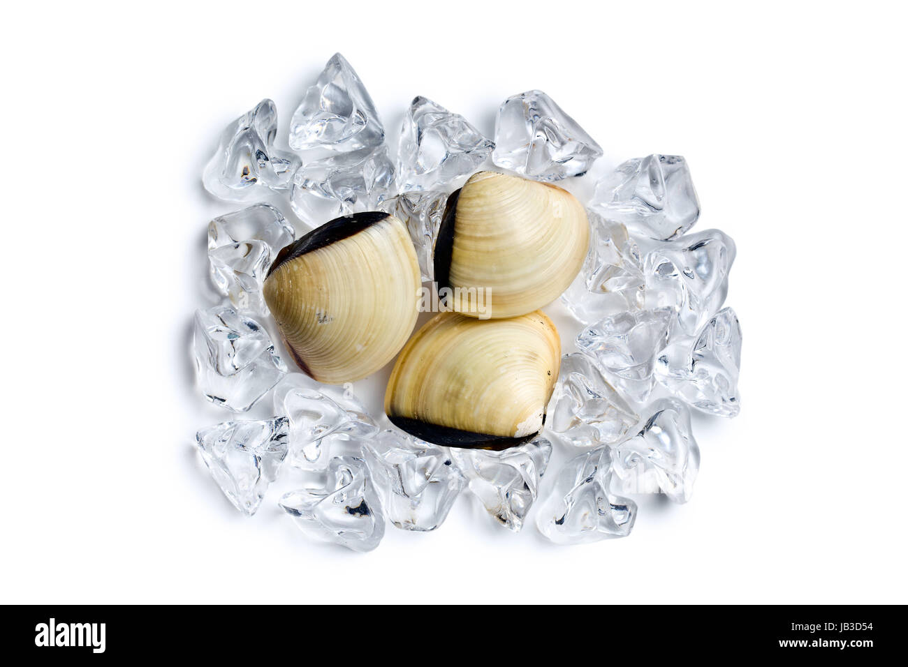 top view of fresh clams in ice cubes Stock Photo - Alamy
