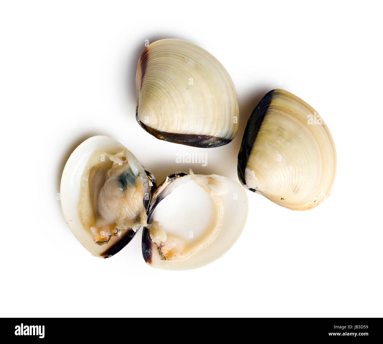 top view of raw clams on white background Stock Photo - Alamy