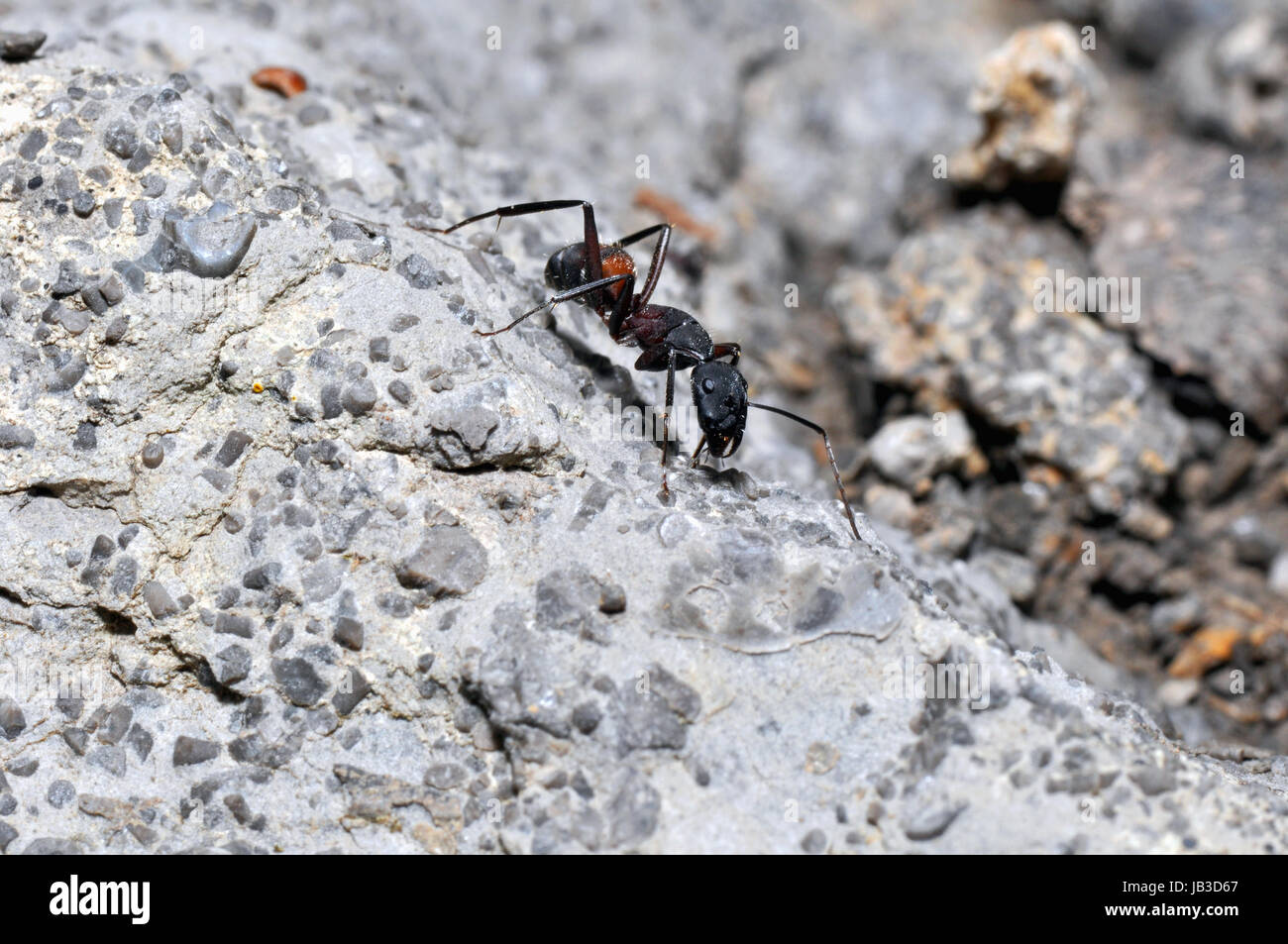 The industrious hi-res stock photography and images - Alamy