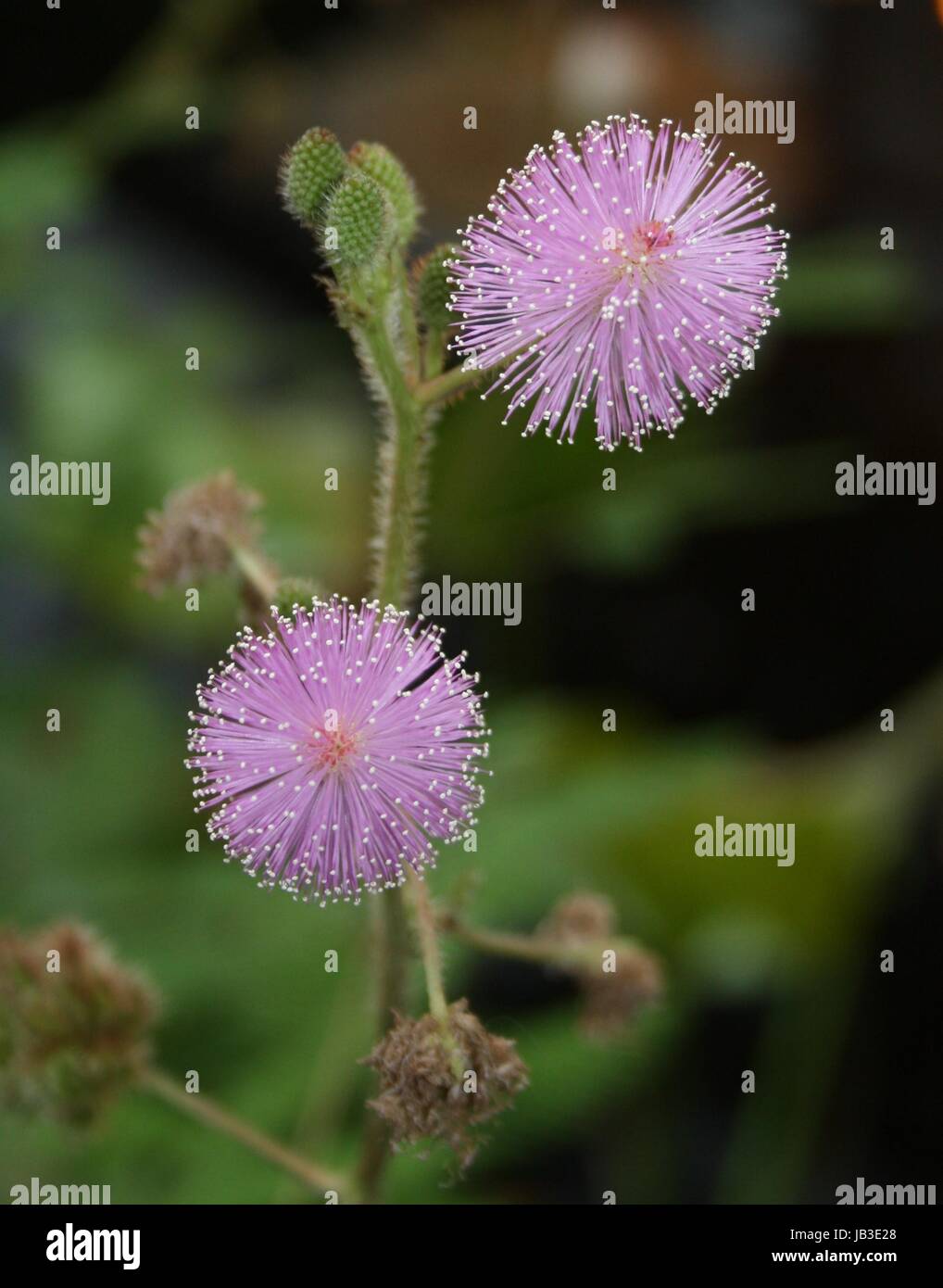 Mimosa blossoms hi-res stock photography and images - Alamy