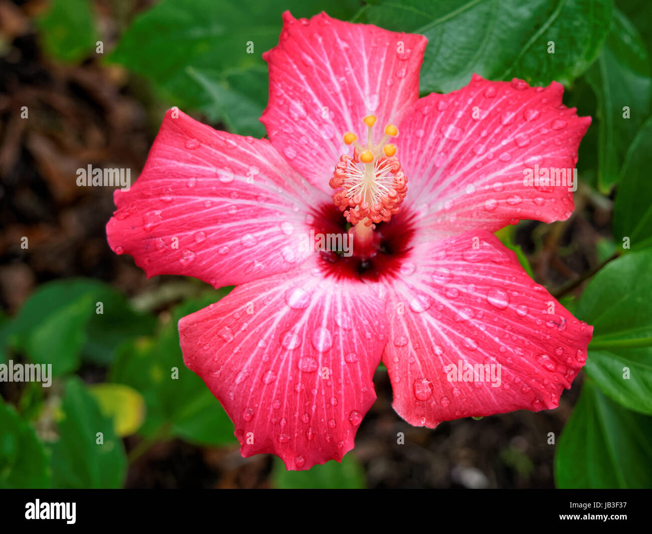 Dewey Pink Hibiscus in bloom with yellow pollen in center Stock Photo ...