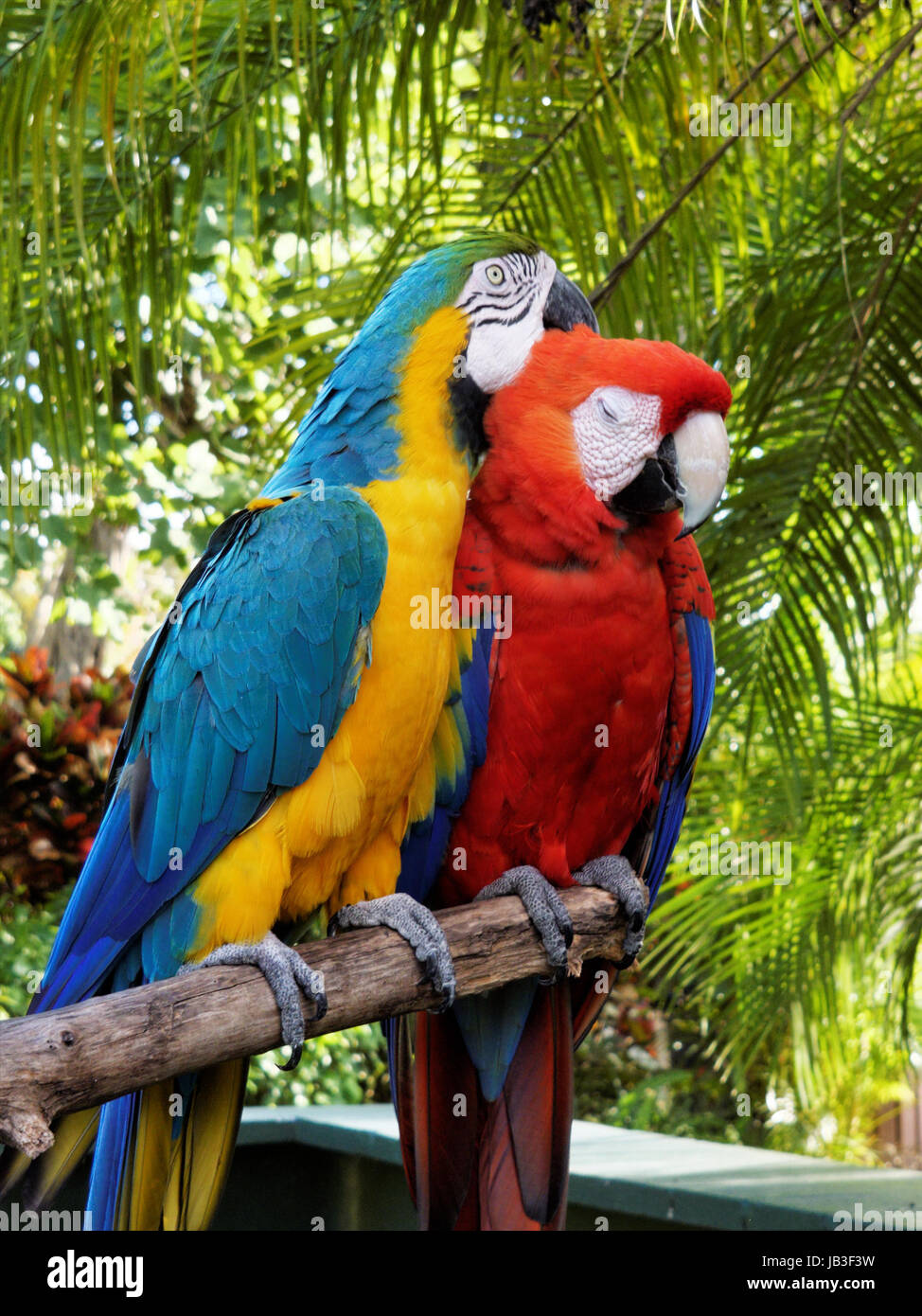 Mated macaws hi-res stock photography and images - Alamy