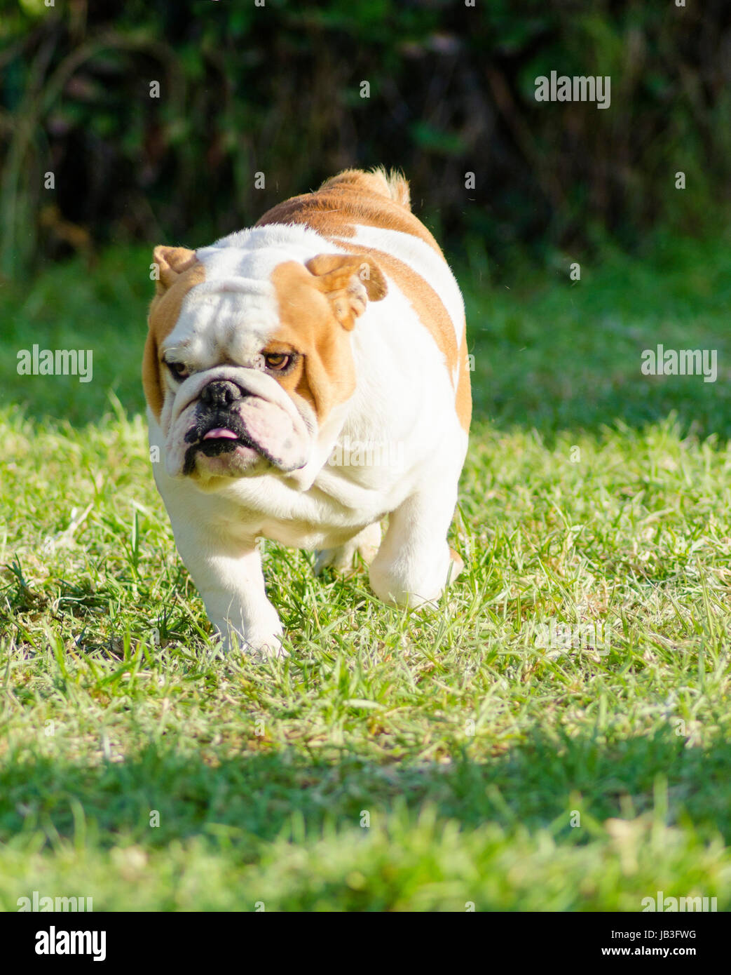 Muscular English Bulldog