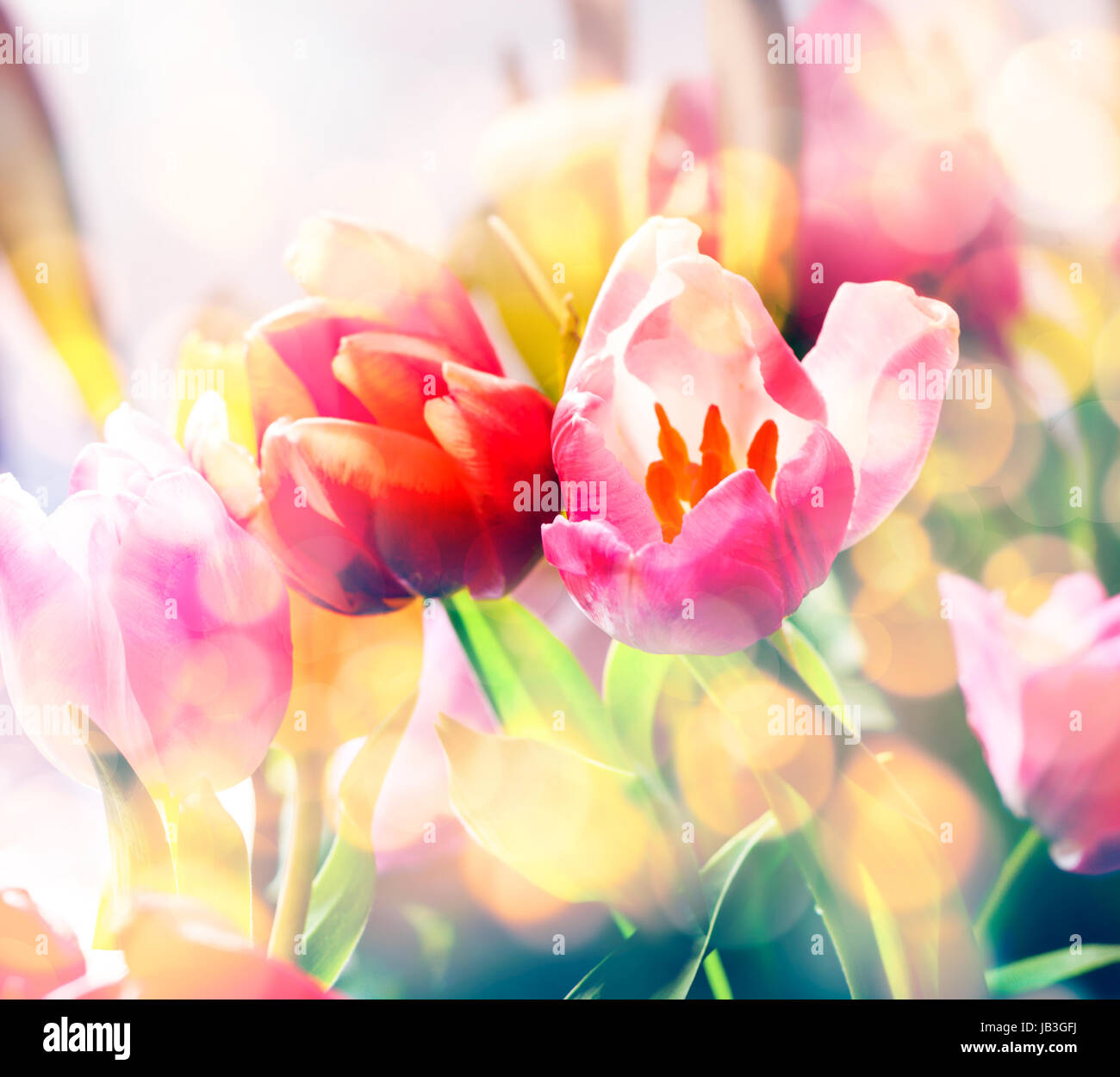 Artistic faded background of colourful spring tulips with a blur effect ...
