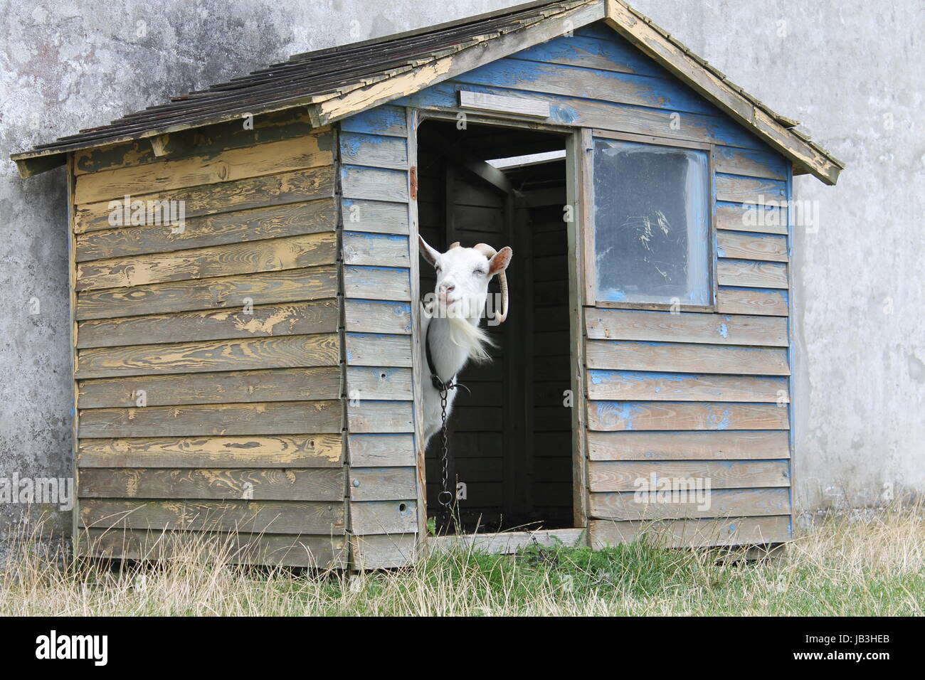 Goat lodge hi-res stock photography and images - Alamy