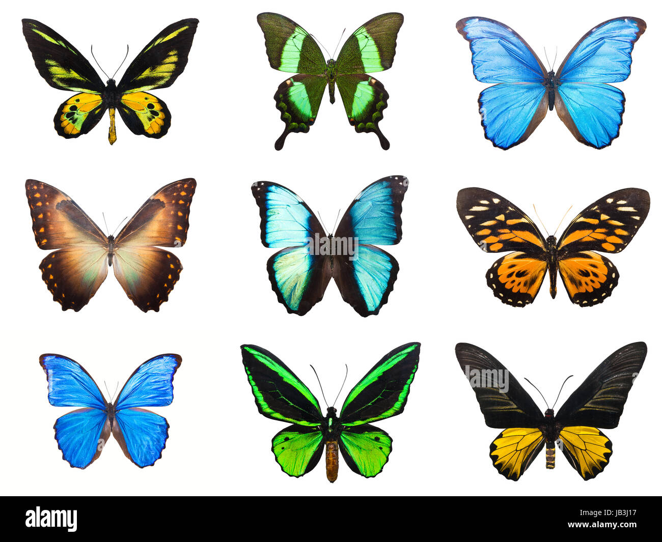 Collection of beautiful tropical butterflies isolated on white ...