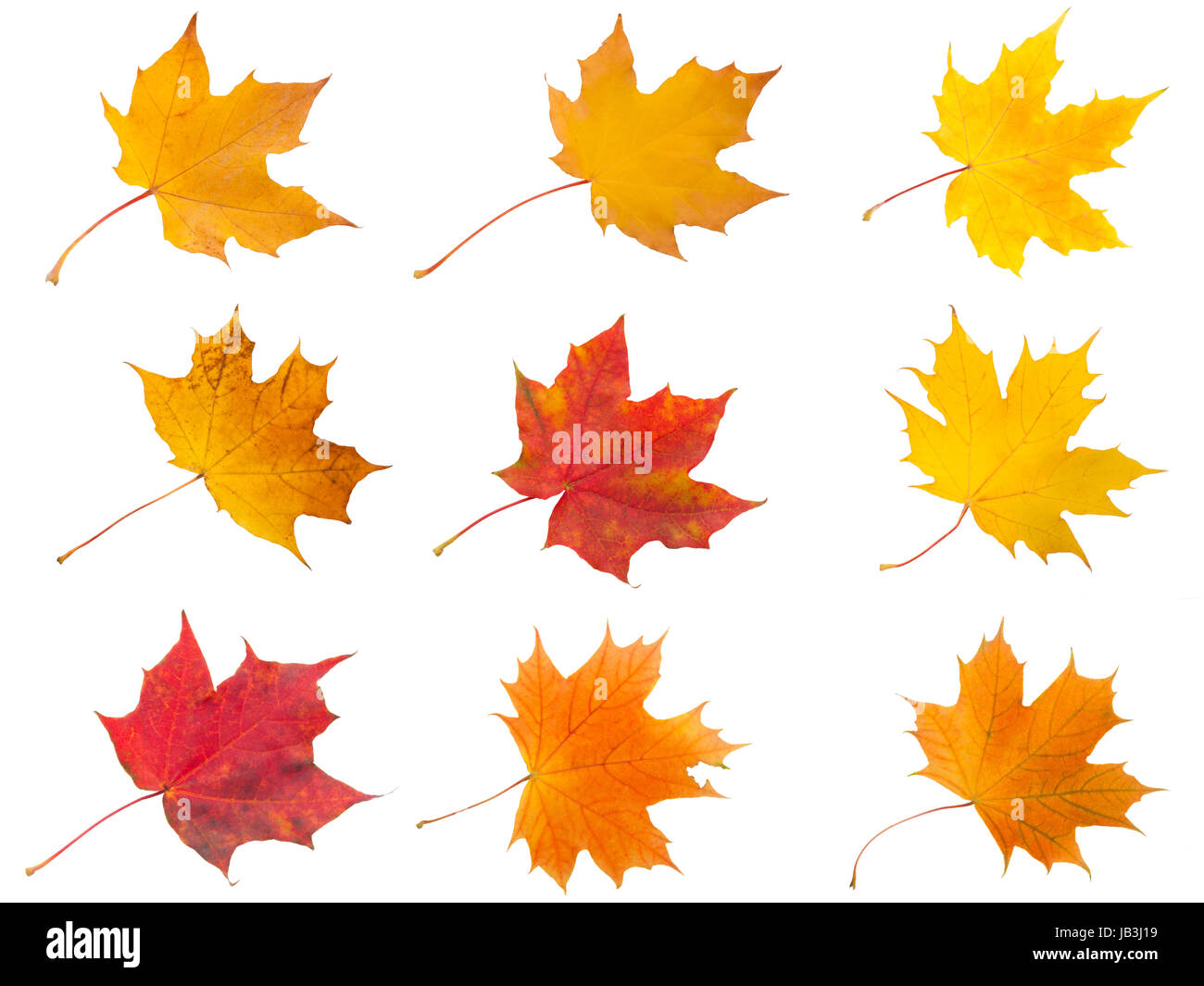 Collection of beautiful maple leaves isolated on white background Stock ...