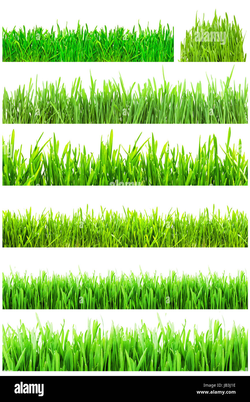 Fresh green grass isolated on white background Stock Photo - Alamy