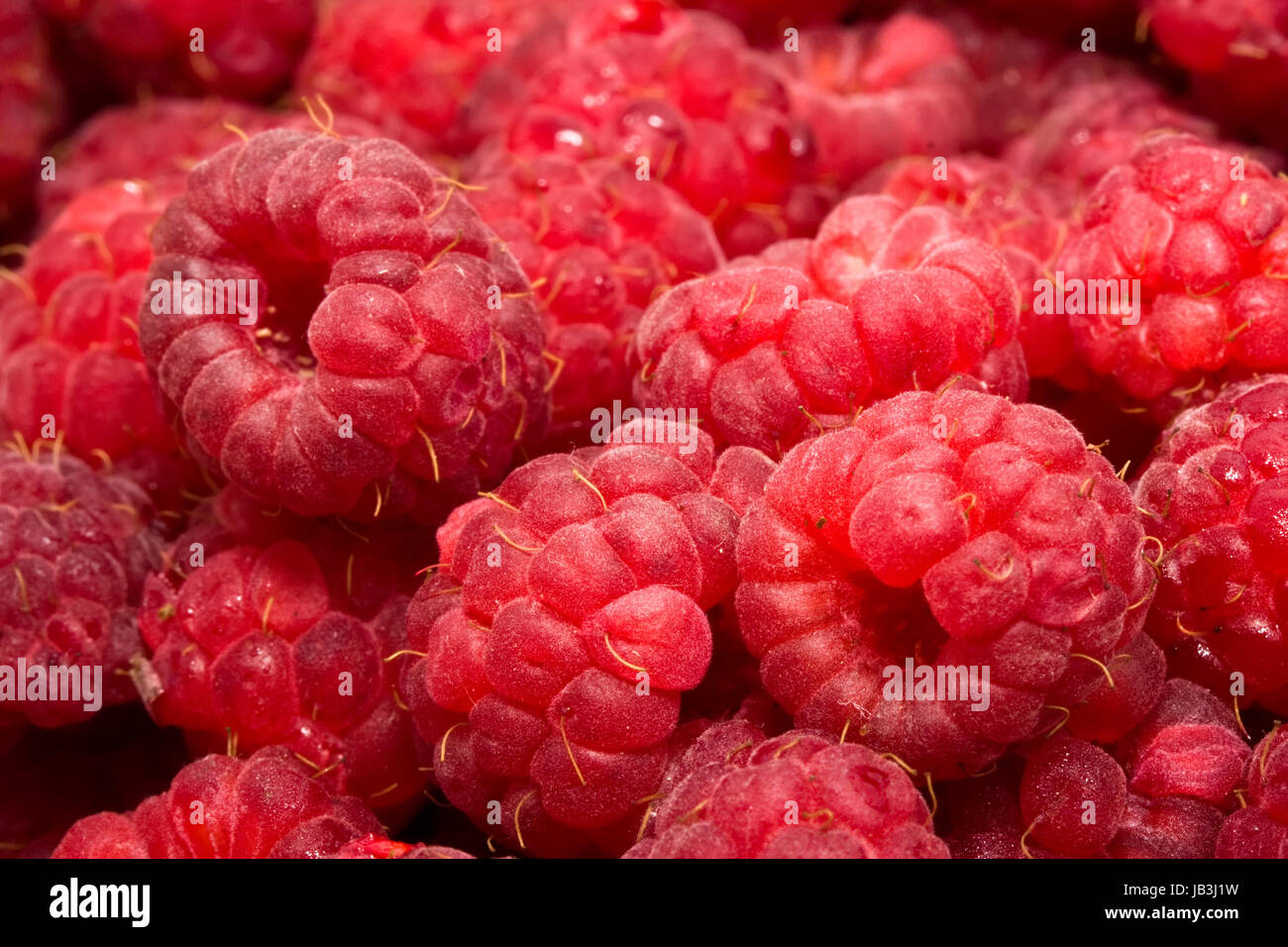 Many fresh red raspberries making beautiful background Stock Photo - Alamy