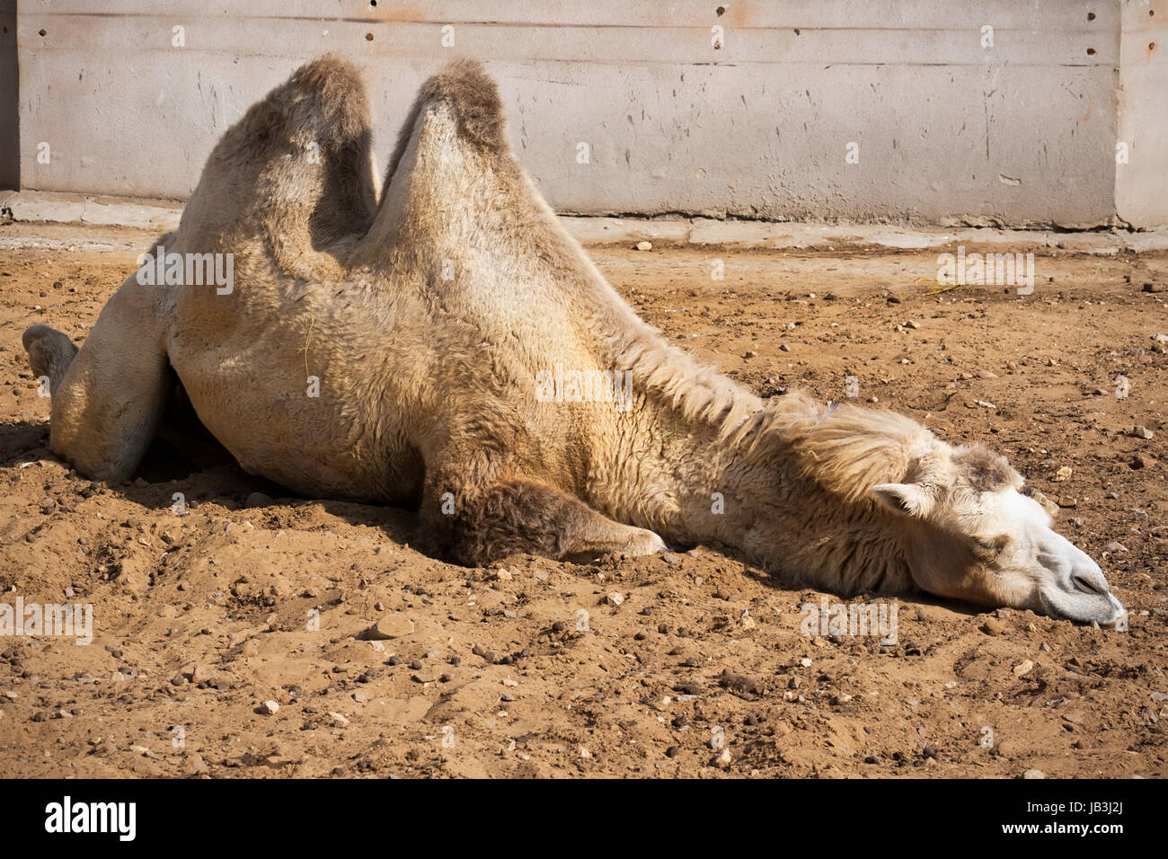 Nice close up photo of big camel Stock Photo - Alamy