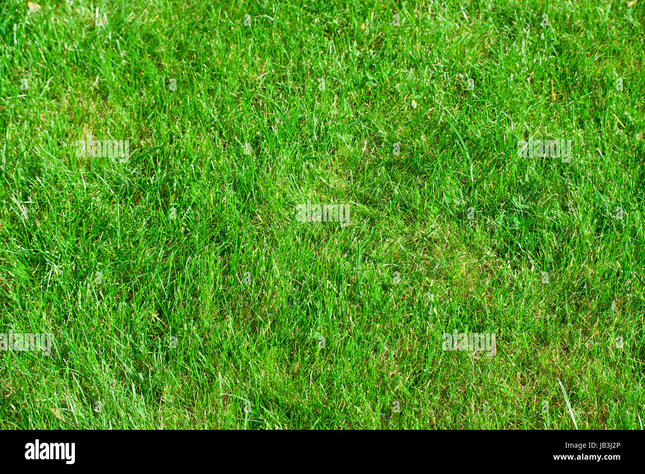 Green lush grass background under bright sunlight Stock Photo - Alamy
