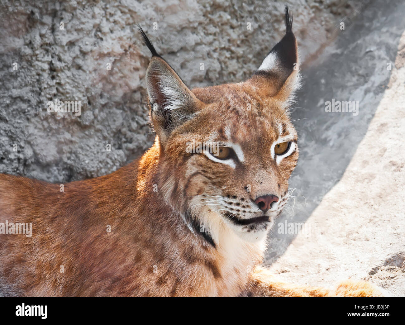 Beautiful photo of graceful big cat Lynx Stock Photo - Alamy
