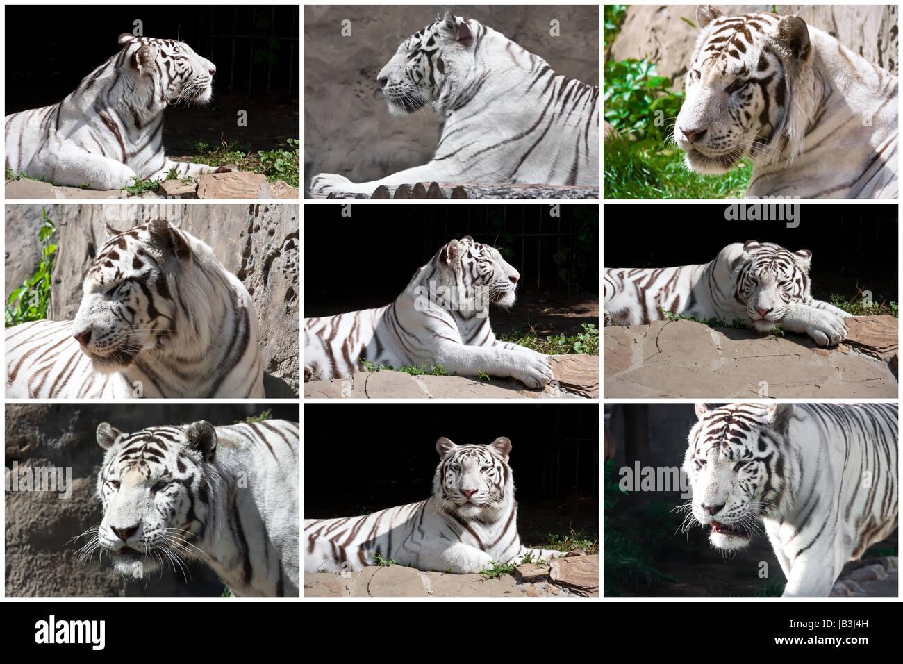 Beautiful photos of White Tiger in Zoo Stock Photo - Alamy