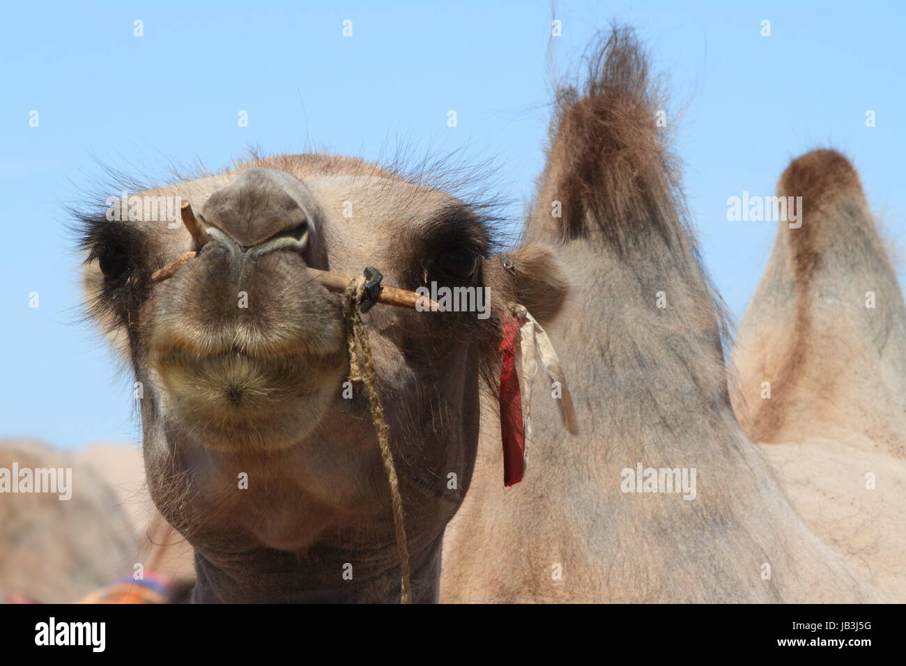 camels in the gobi desert Stock Photo - Alamy