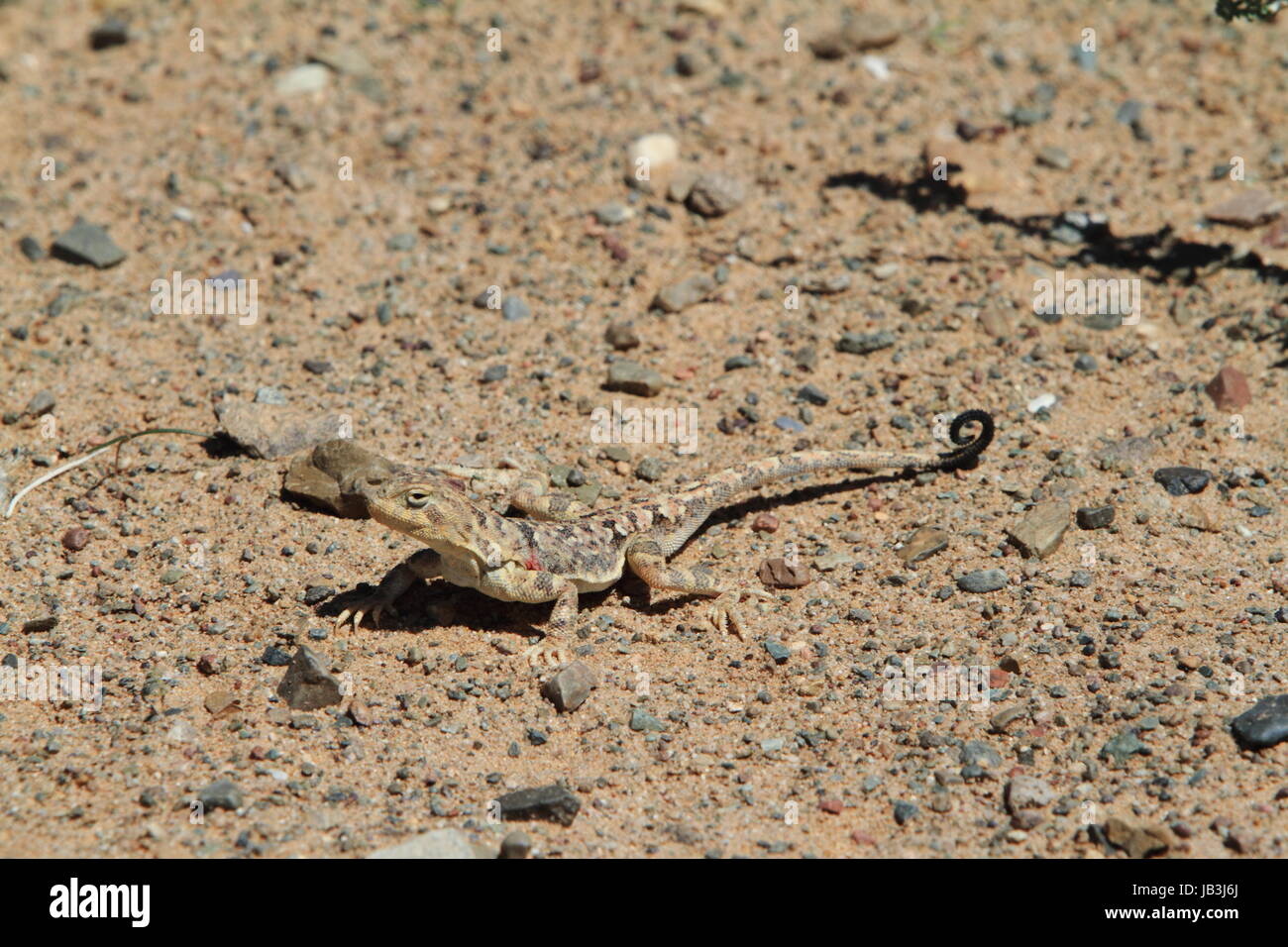 toad head agame Stock Photo - Alamy