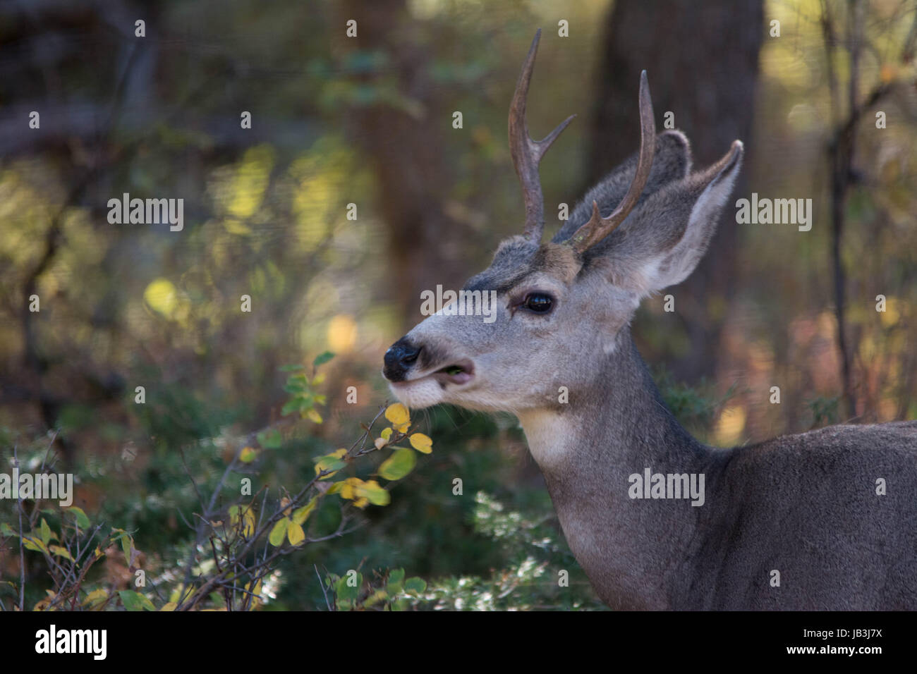 Mule deer eating moss and aspen leaves Stock Photo - Alamy