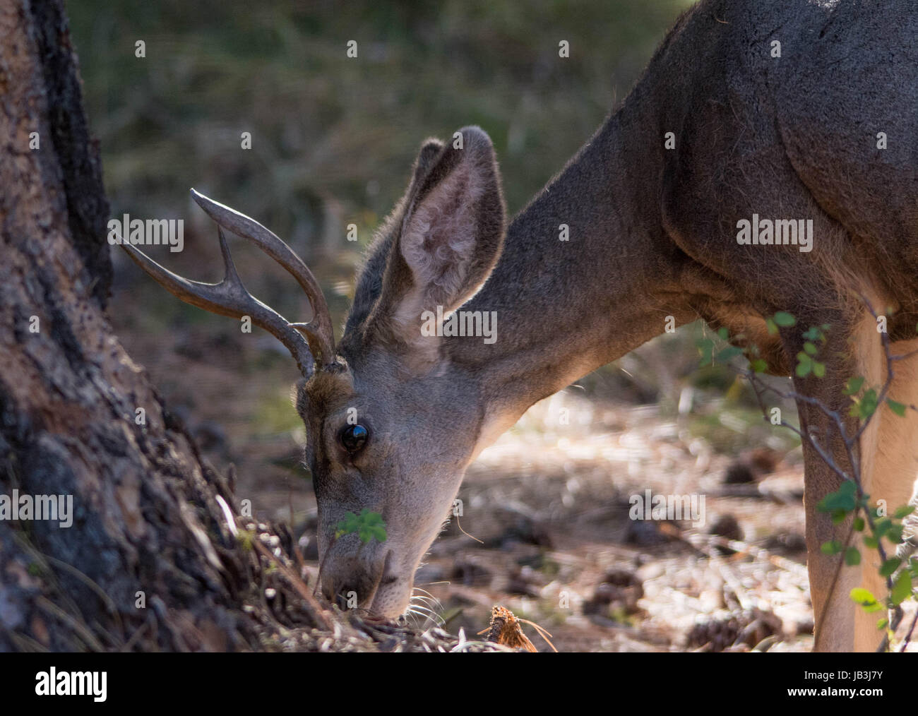 Mule deer eating moss and aspen leaves Stock Photo - Alamy