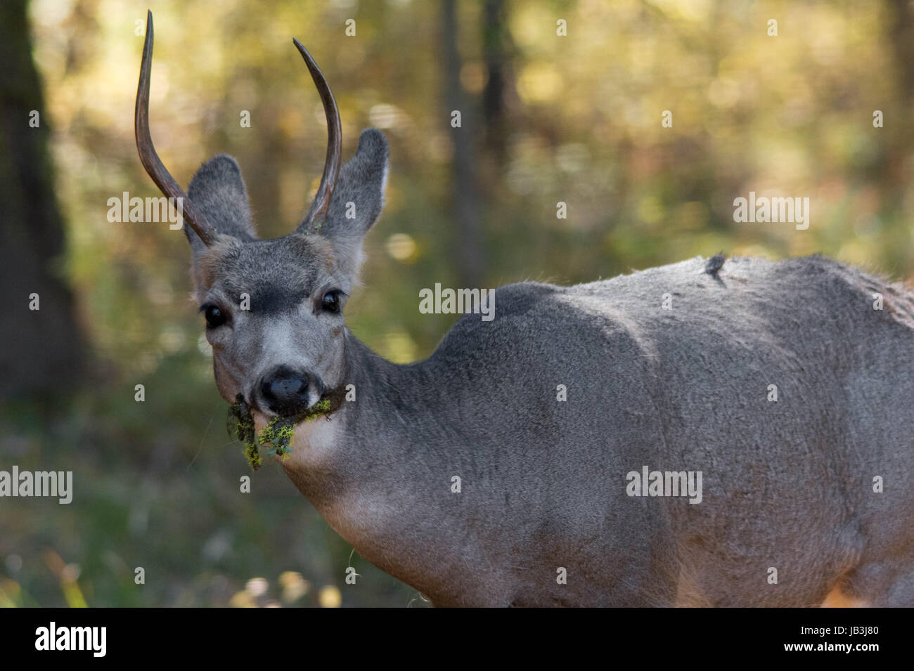 Mule deer eating moss and aspen leaves Stock Photo - Alamy