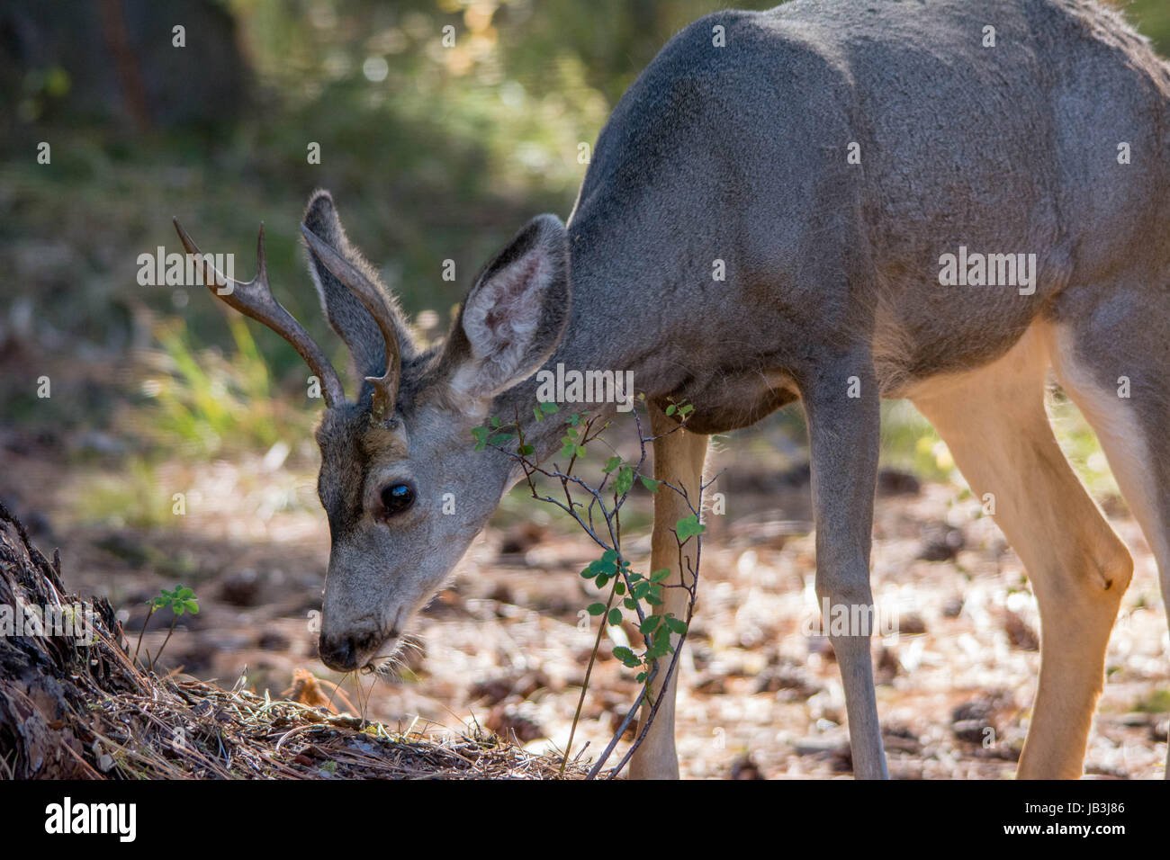 Mule deer eating moss and aspen leaves Stock Photo - Alamy