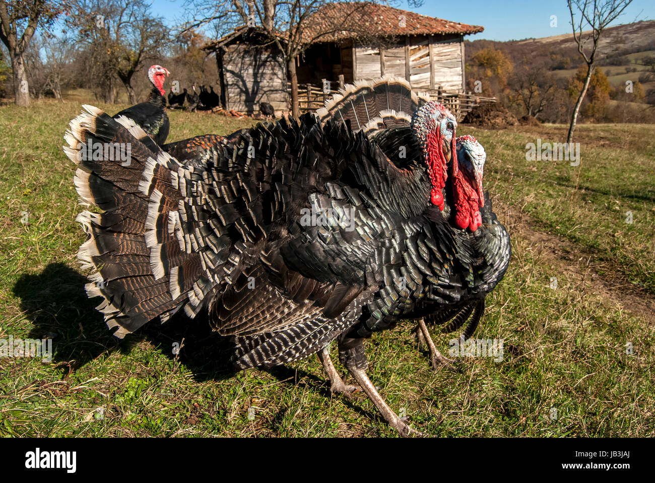 Animals of turkey hi-res stock photography and images - Alamy