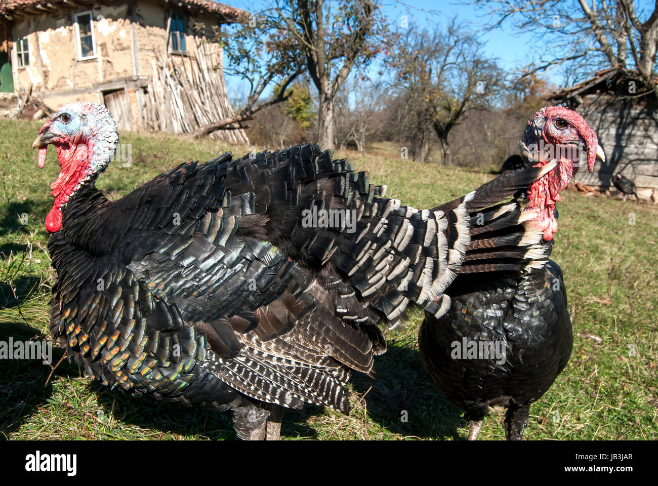 Animals of turkey hi-res stock photography and images - Alamy