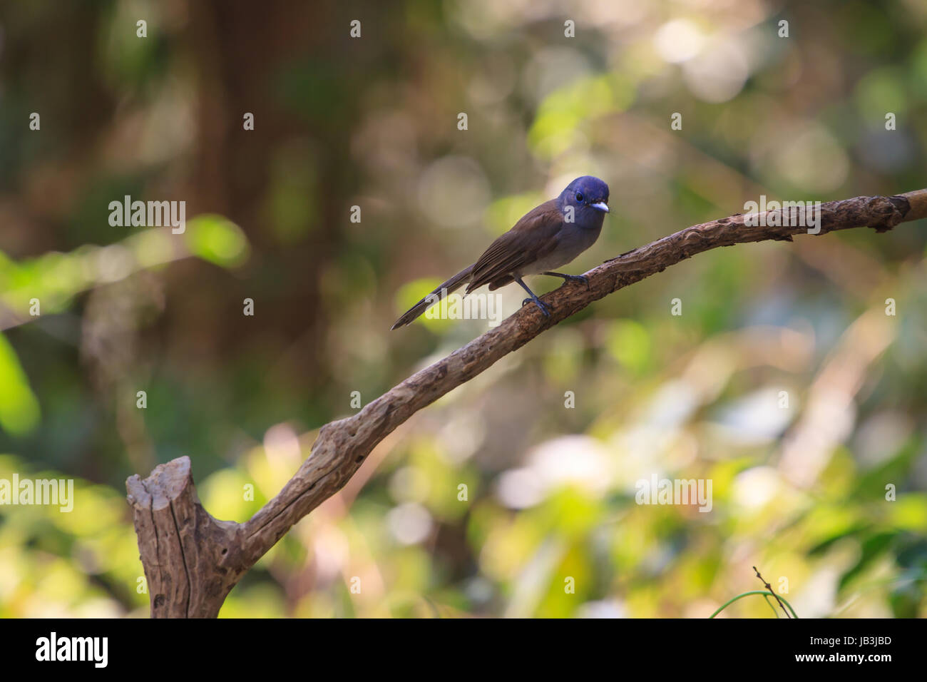 Black-naped monarch (Hypothymis azurea) bird in nature perching on a ...