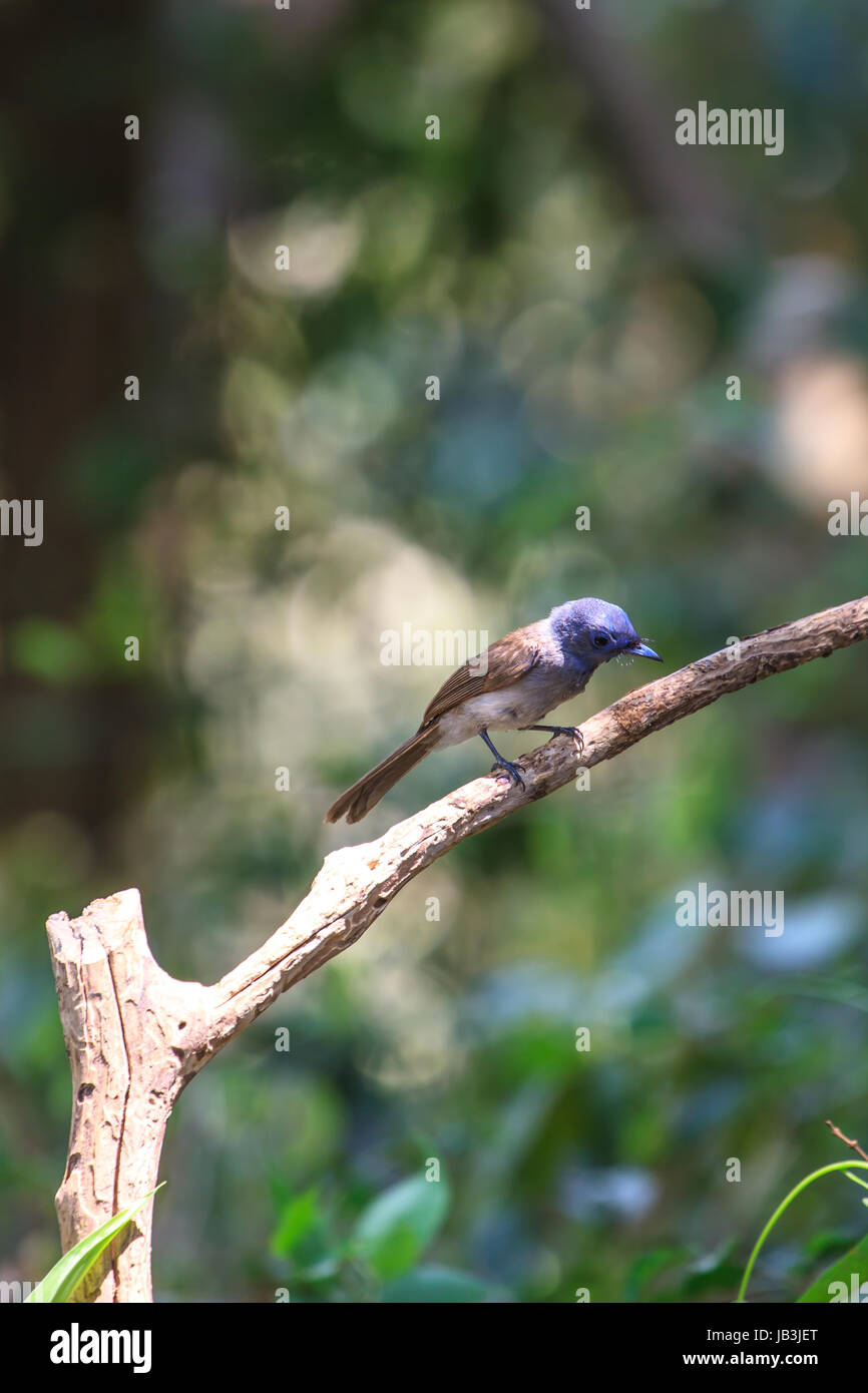 Black-naped monarch (Hypothymis azurea) bird in nature perching on a ...