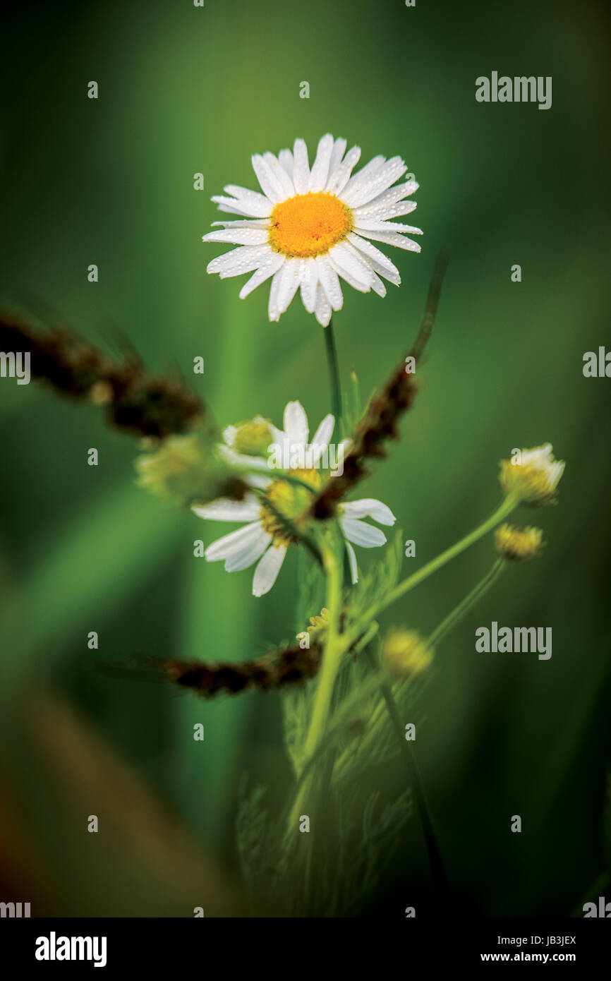 Meadow camomile in a grass background Stock Photo - Alamy